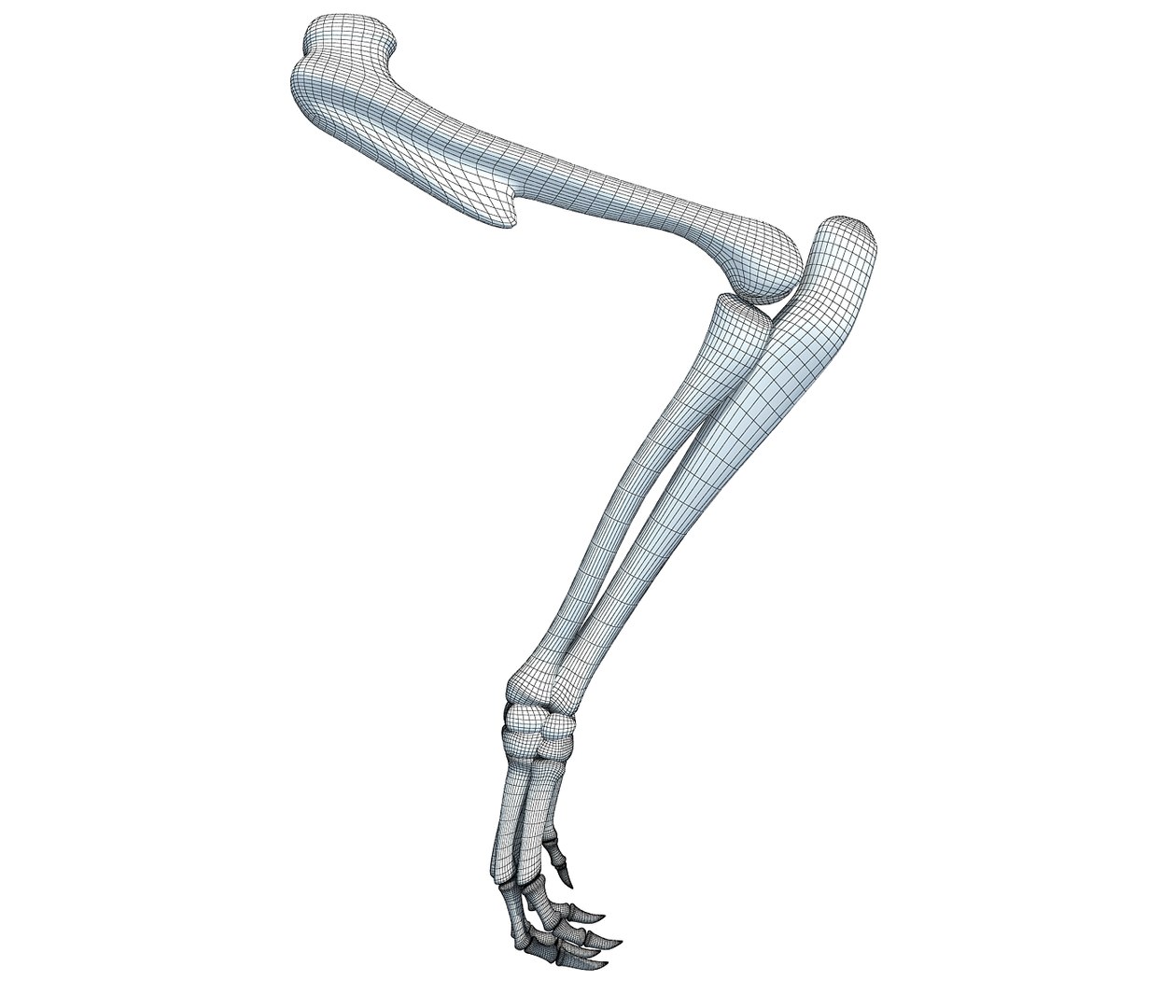 Animal Leg Skeleton Model - TurboSquid 1177770