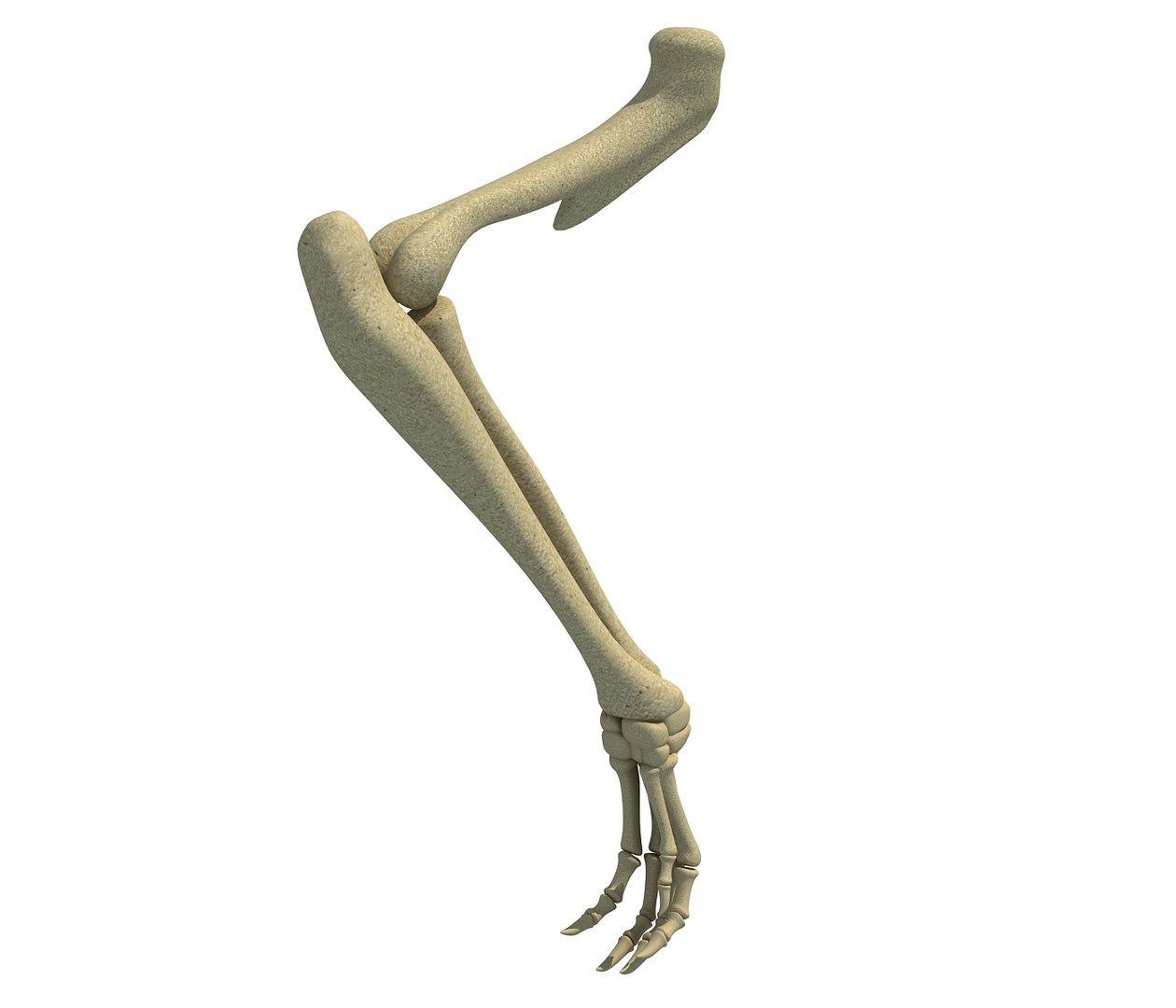 Animal Leg Skeleton Model - TurboSquid 1177770