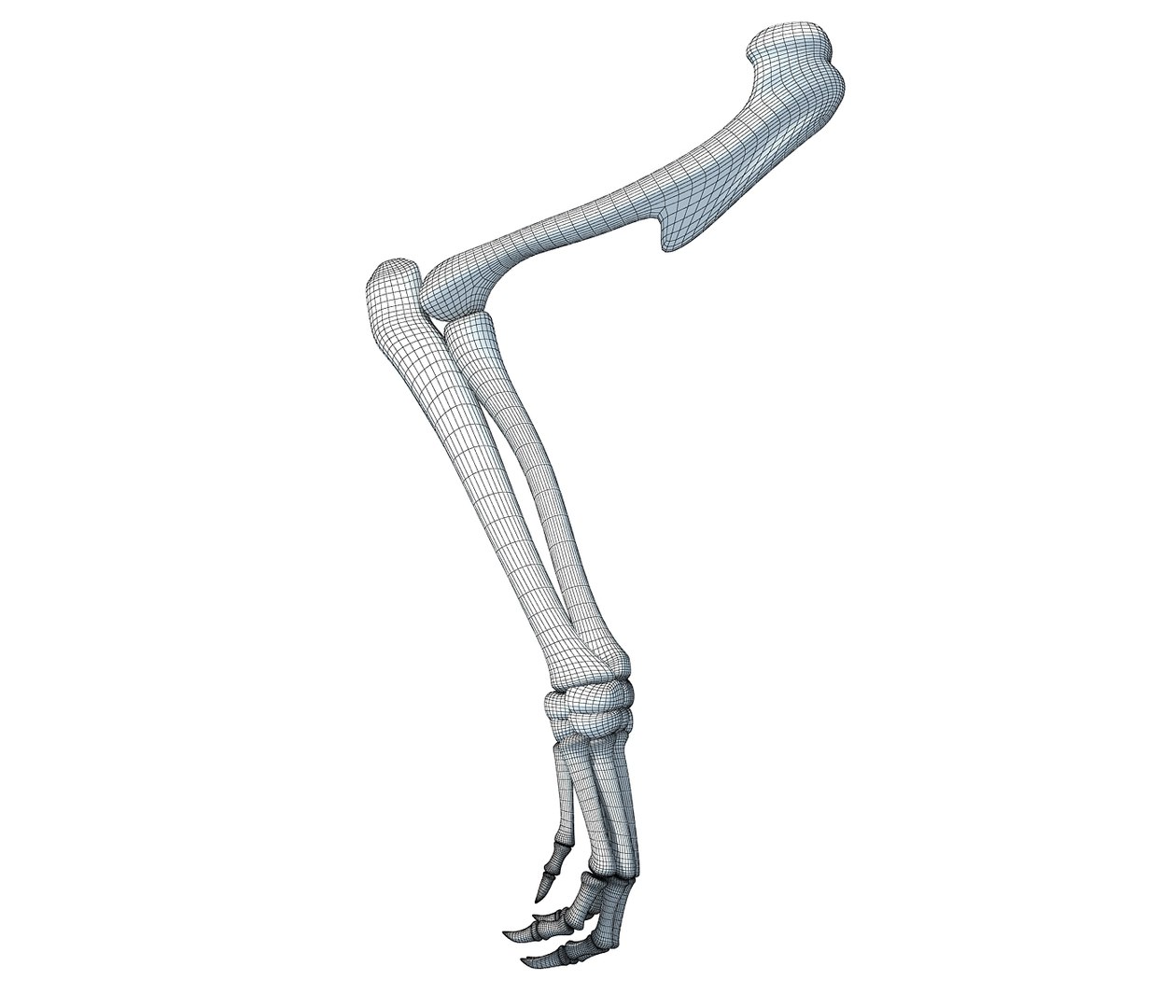 Animal Leg Skeleton Model - TurboSquid 1177770