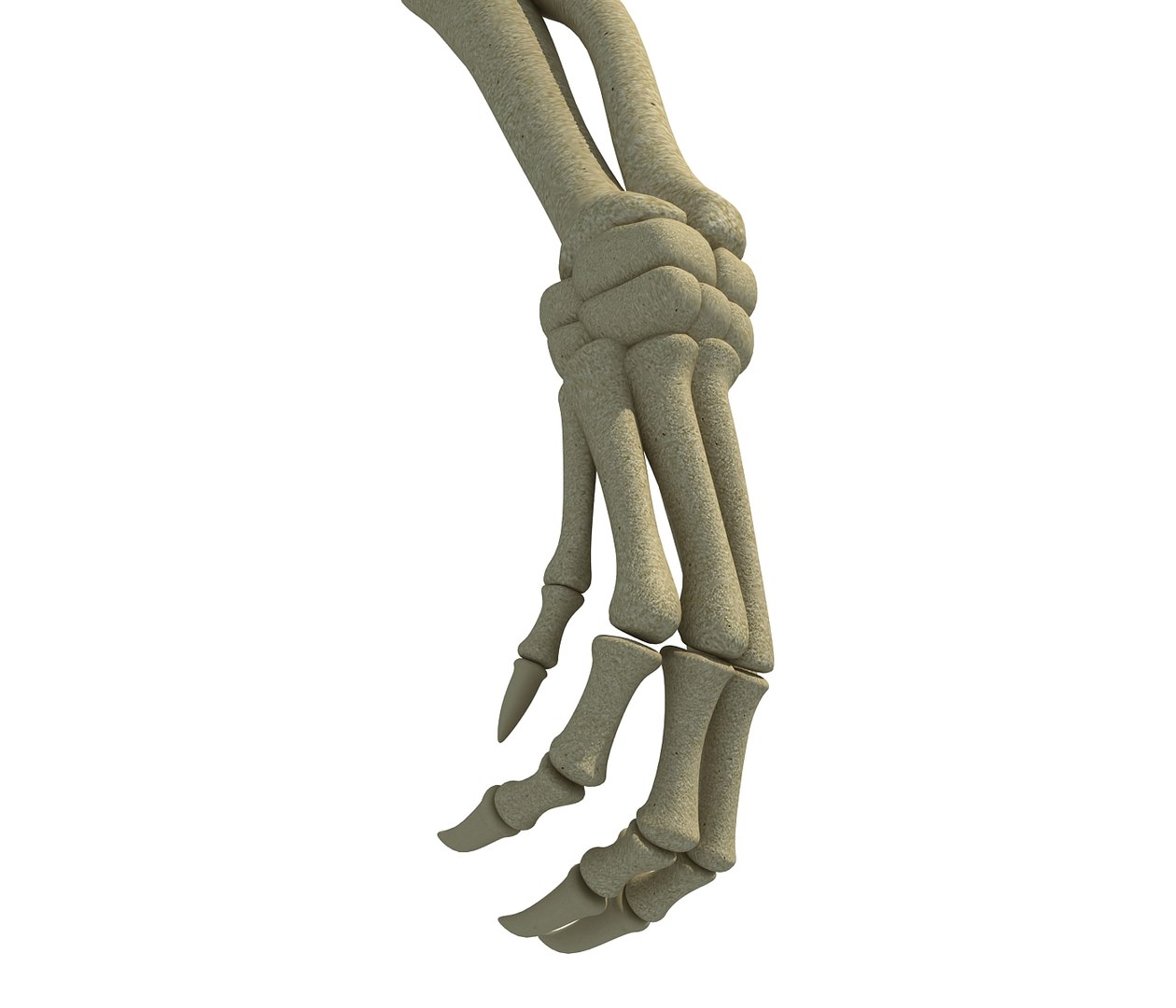 Animal Leg Skeleton Model - TurboSquid 1177770
