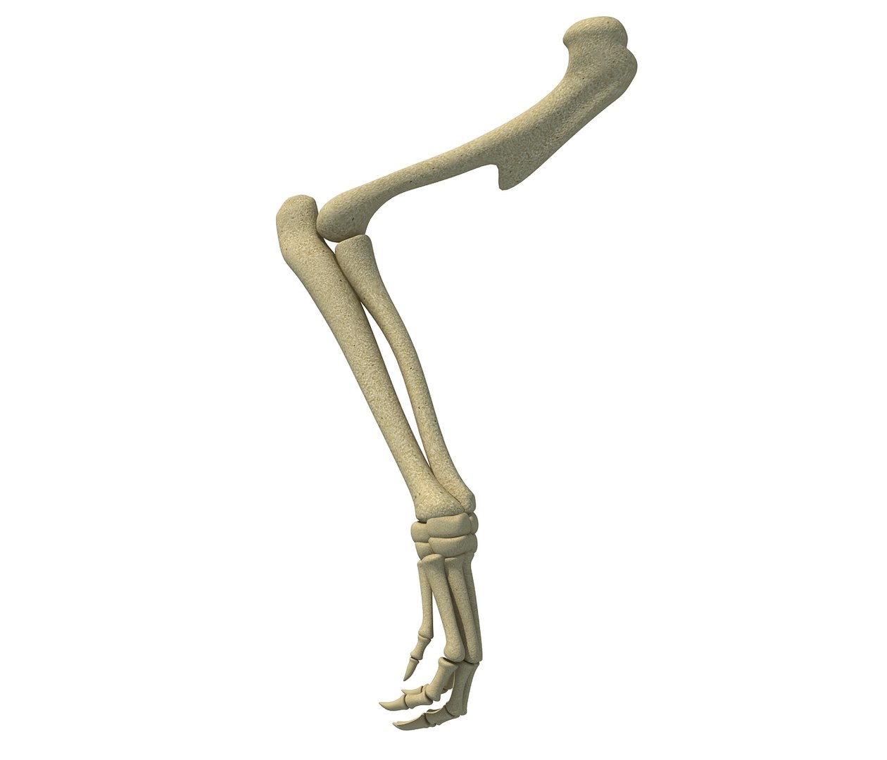 Animal Leg Skeleton Model - TurboSquid 1177770