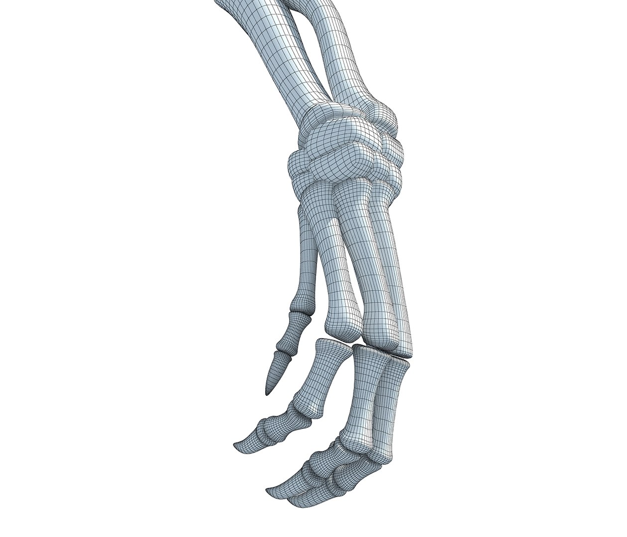 Animal Leg Skeleton Model - TurboSquid 1177770