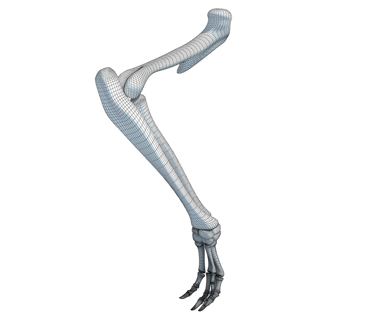 Animal Leg Skeleton Model - TurboSquid 1177770