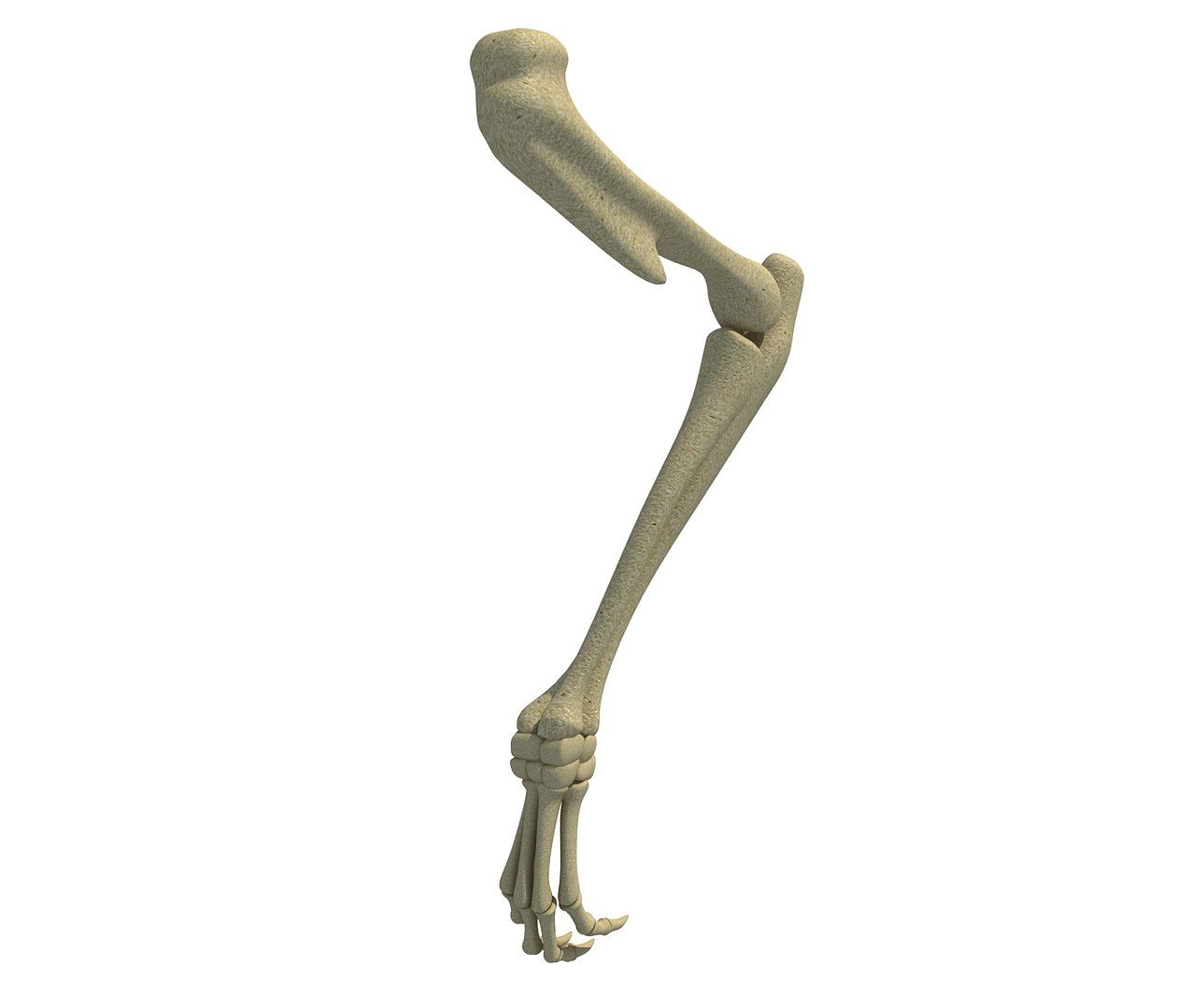 Animal Leg Skeleton Model - TurboSquid 1177770