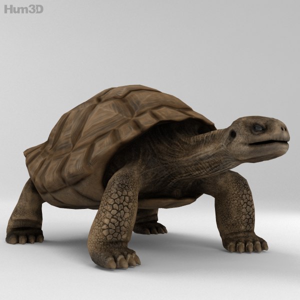 3d galapagos turtle model