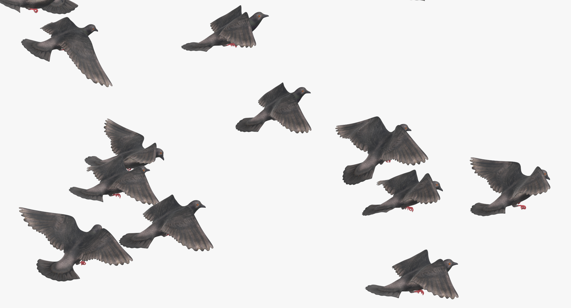 3D flocking pigeons flying large - TurboSquid 1320330