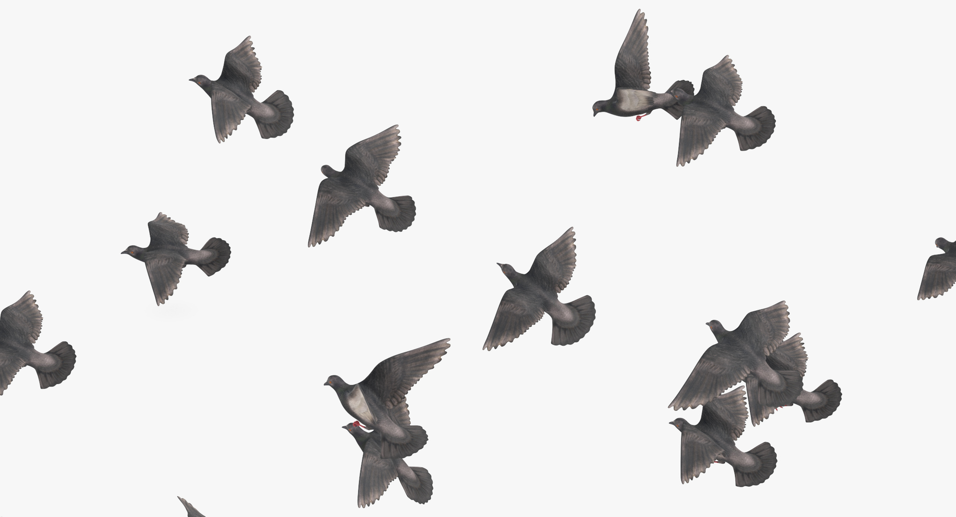 3D flocking pigeons flying large - TurboSquid 1320330