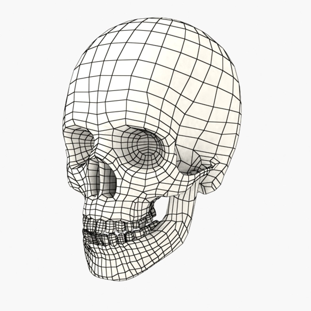 3d Skull Model