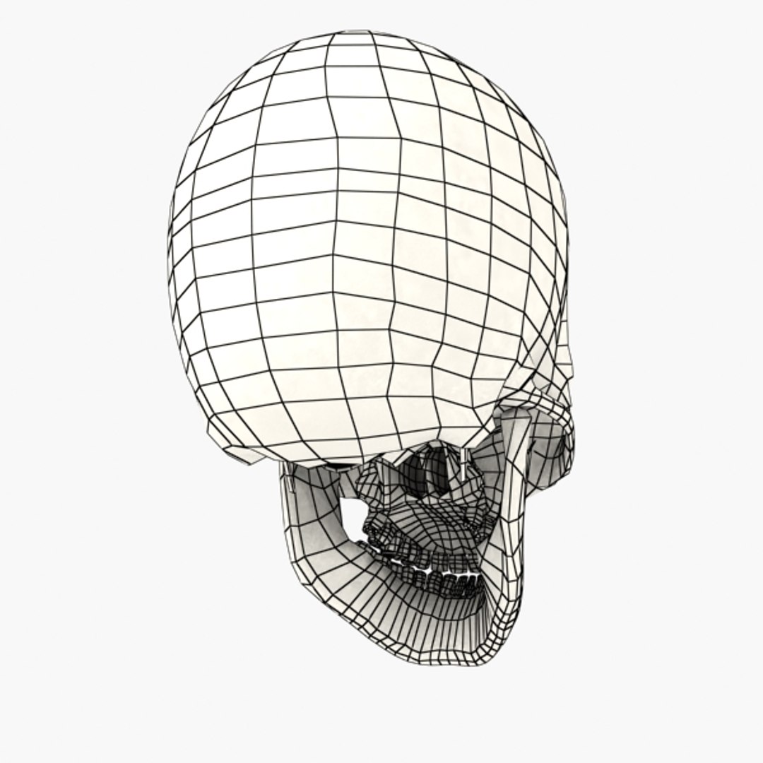 3d Skull Model