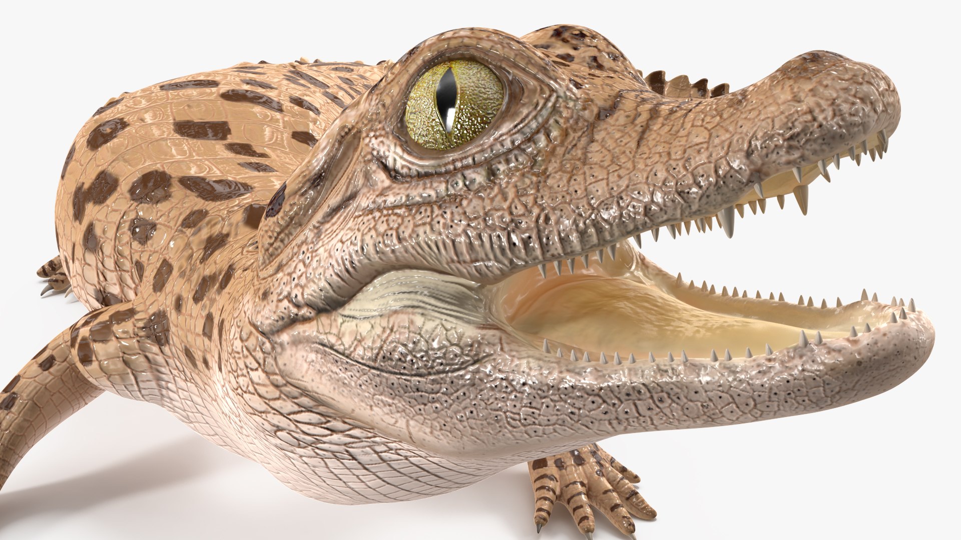 Baby Crocodile Light Color Pose 3D Model - TurboSquid 1891307