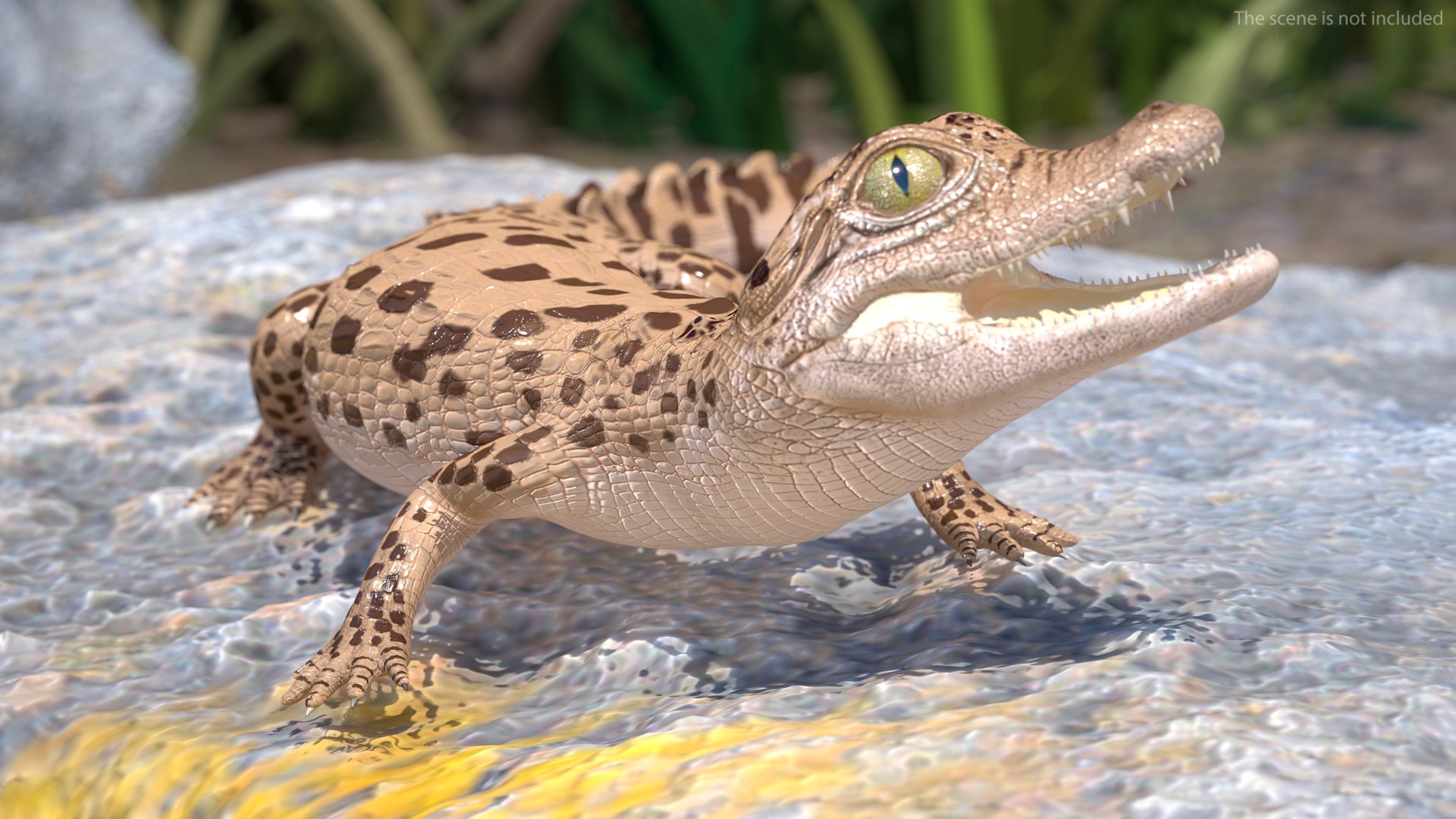 Baby Crocodile Light Color Pose 3D Model - TurboSquid 1891307