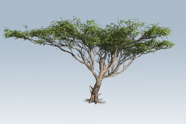 Rhino Tree Models | TurboSquid