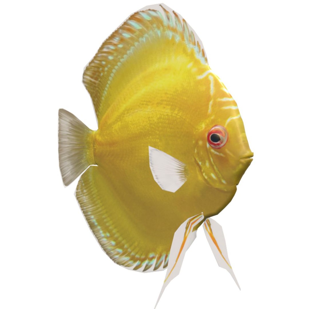 Yellow Discus Fish 3D Model 3D Model - TurboSquid 2311731