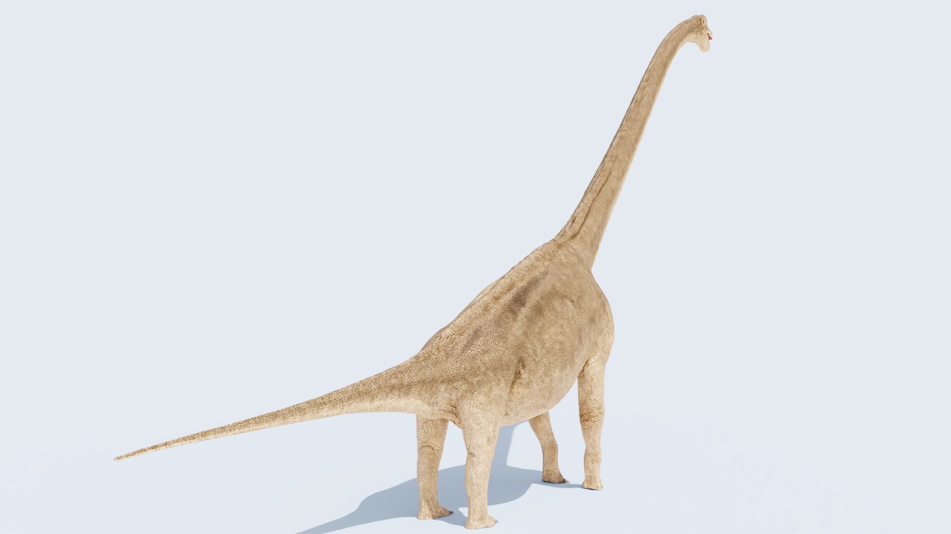 3D Model Brachiosaurus-Altitorax - TurboSquid 2396275