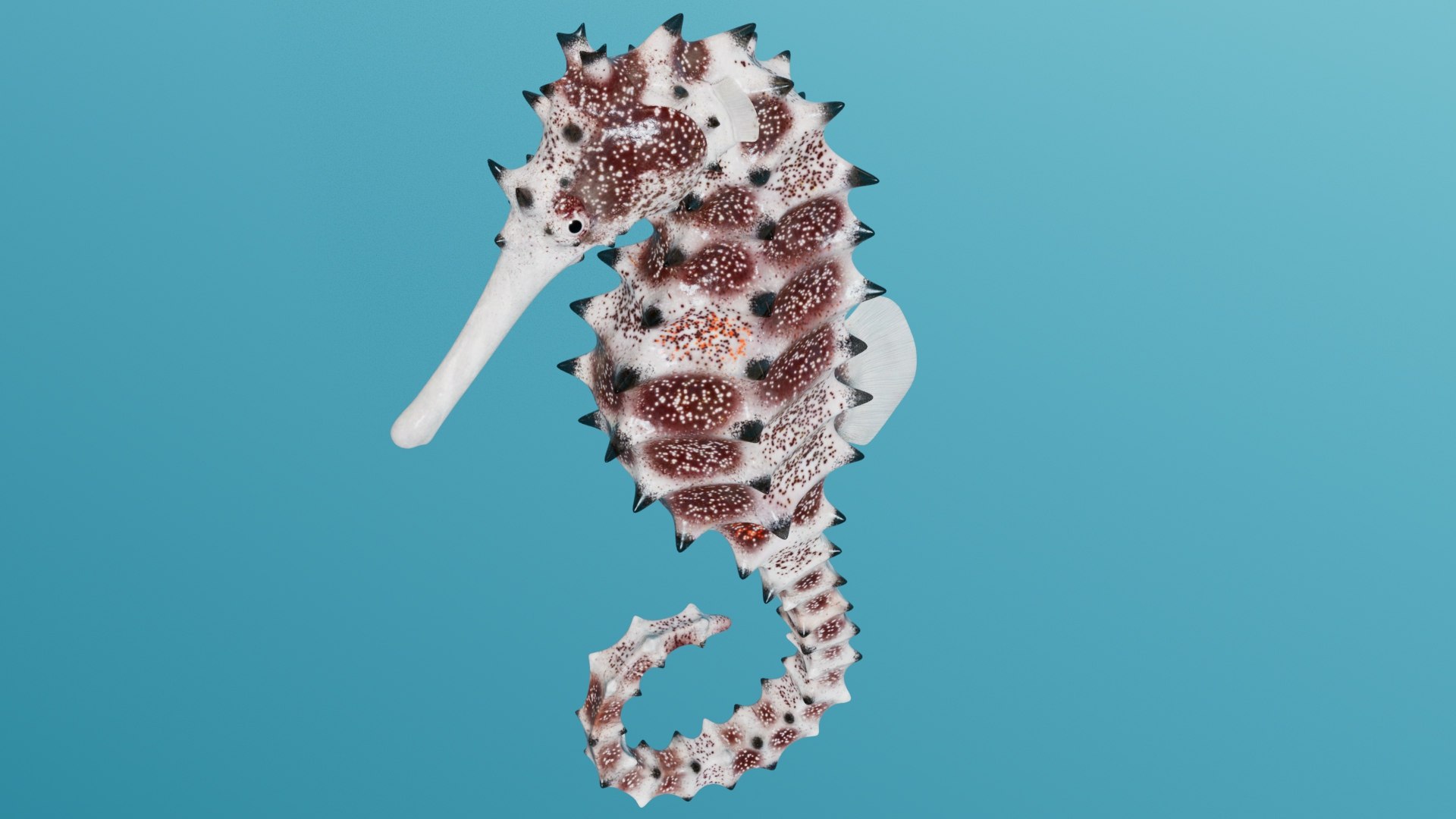 3D Spiny Seahorse Rigged Animated - TurboSquid 2031549