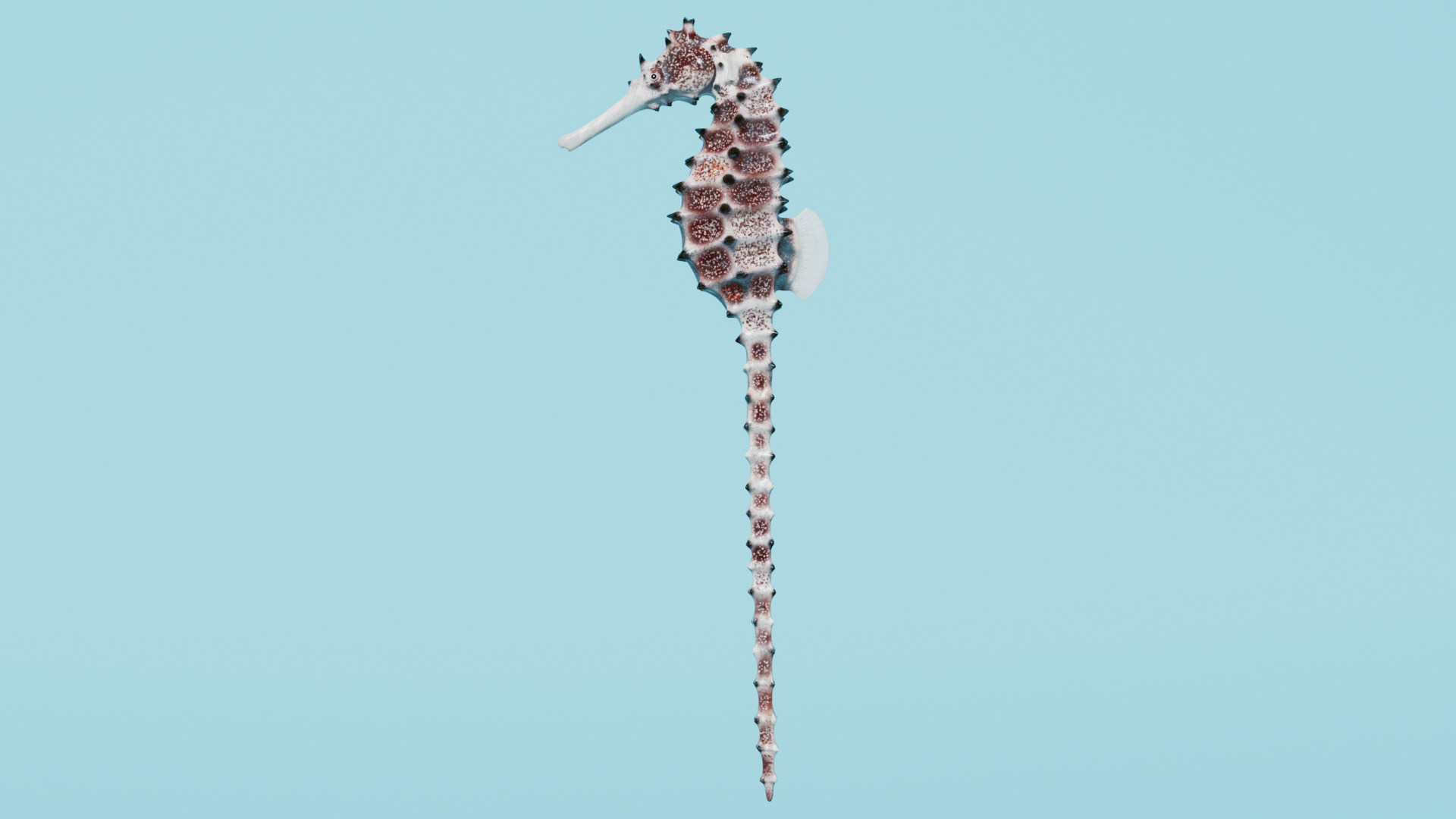 3D Spiny Seahorse Rigged Animated - TurboSquid 2031549
