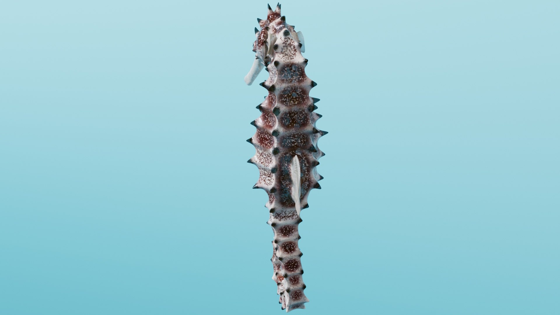 3D Spiny Seahorse Rigged Animated - TurboSquid 2031549