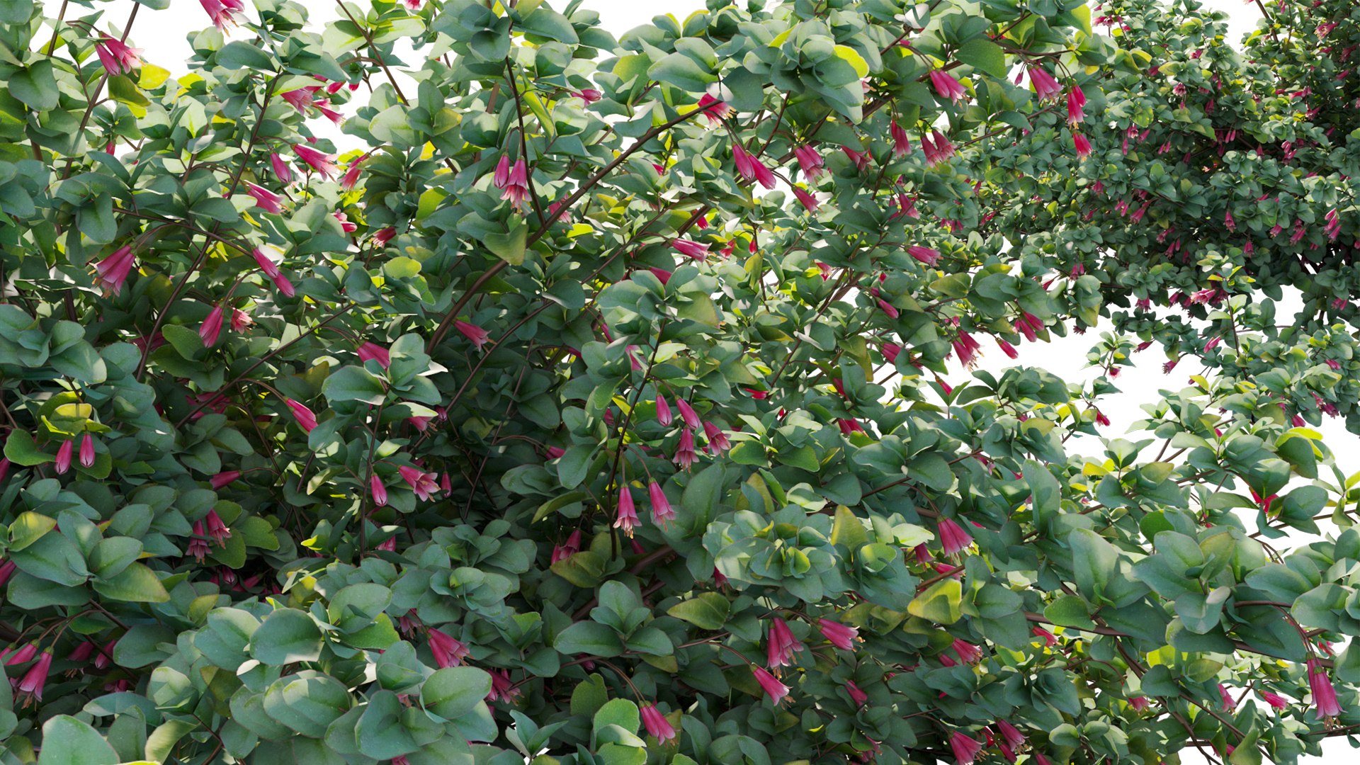 3D Correa Reflexa - Native Fuchsia - Grevillea Wilsonii 02 Model ...