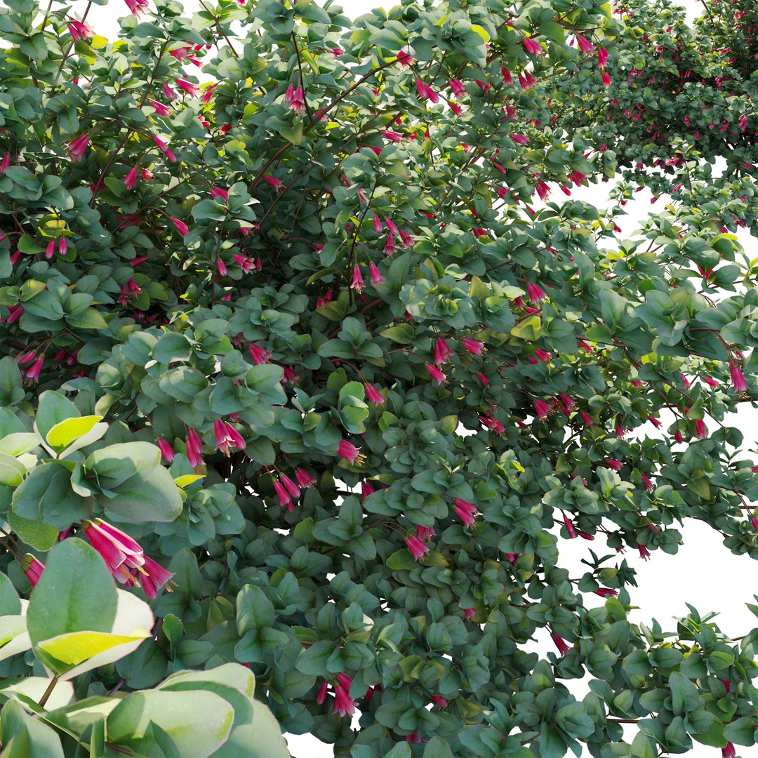 3D Correa Reflexa - Native Fuchsia - Grevillea Wilsonii 02 Model ...