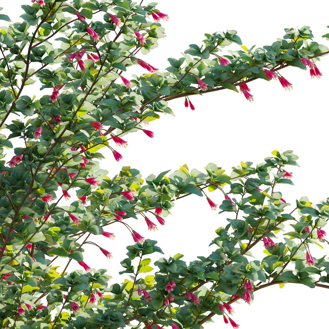 3D Correa Reflexa - Native Fuchsia - Grevillea Wilsonii 02 Model ...