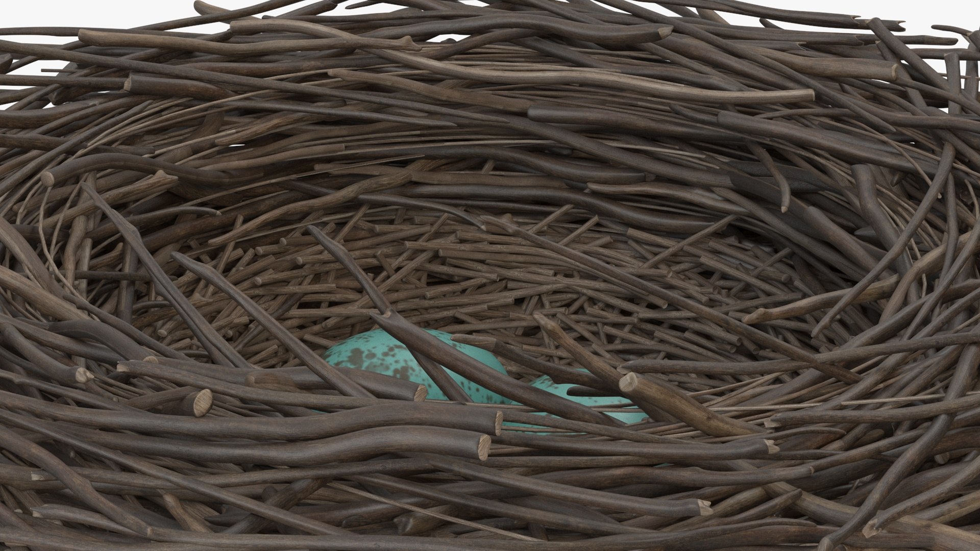 3D Bird Nest With Eggs Model - TurboSquid 2198756