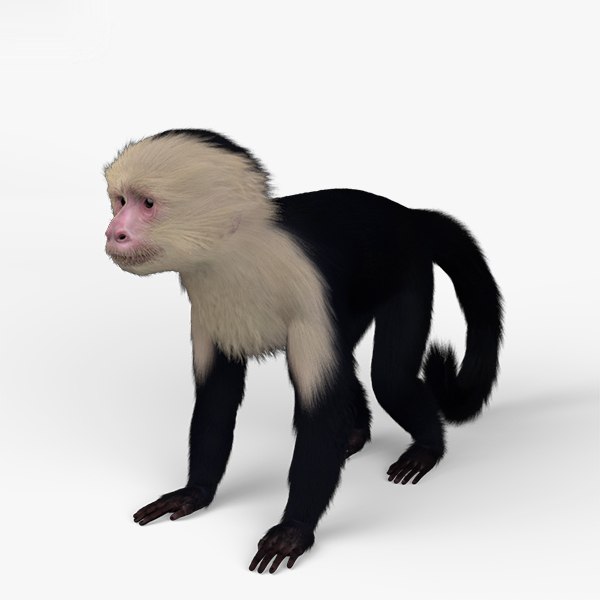 3D Capuchin Models | TurboSquid