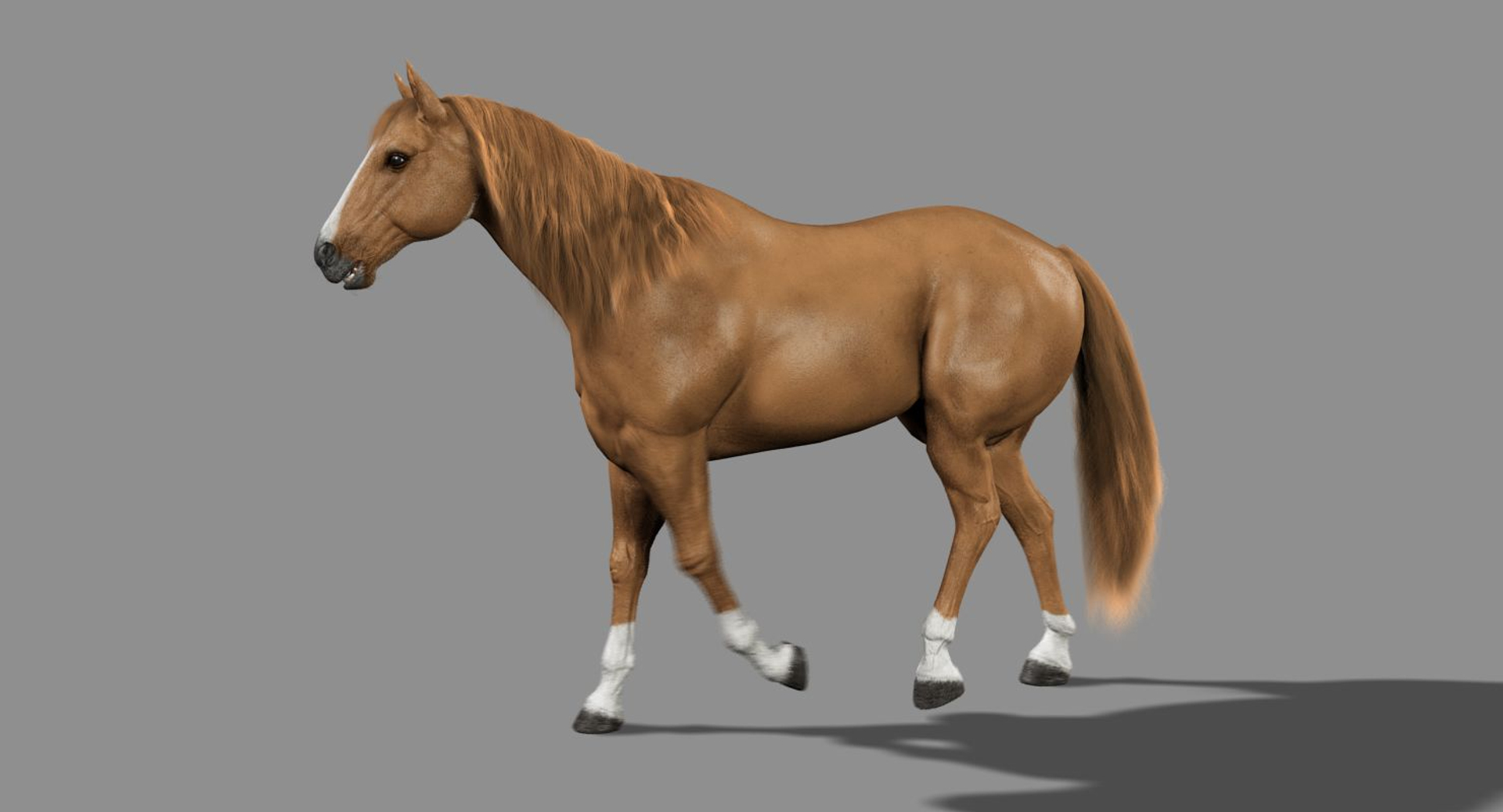 Light Colored Horses