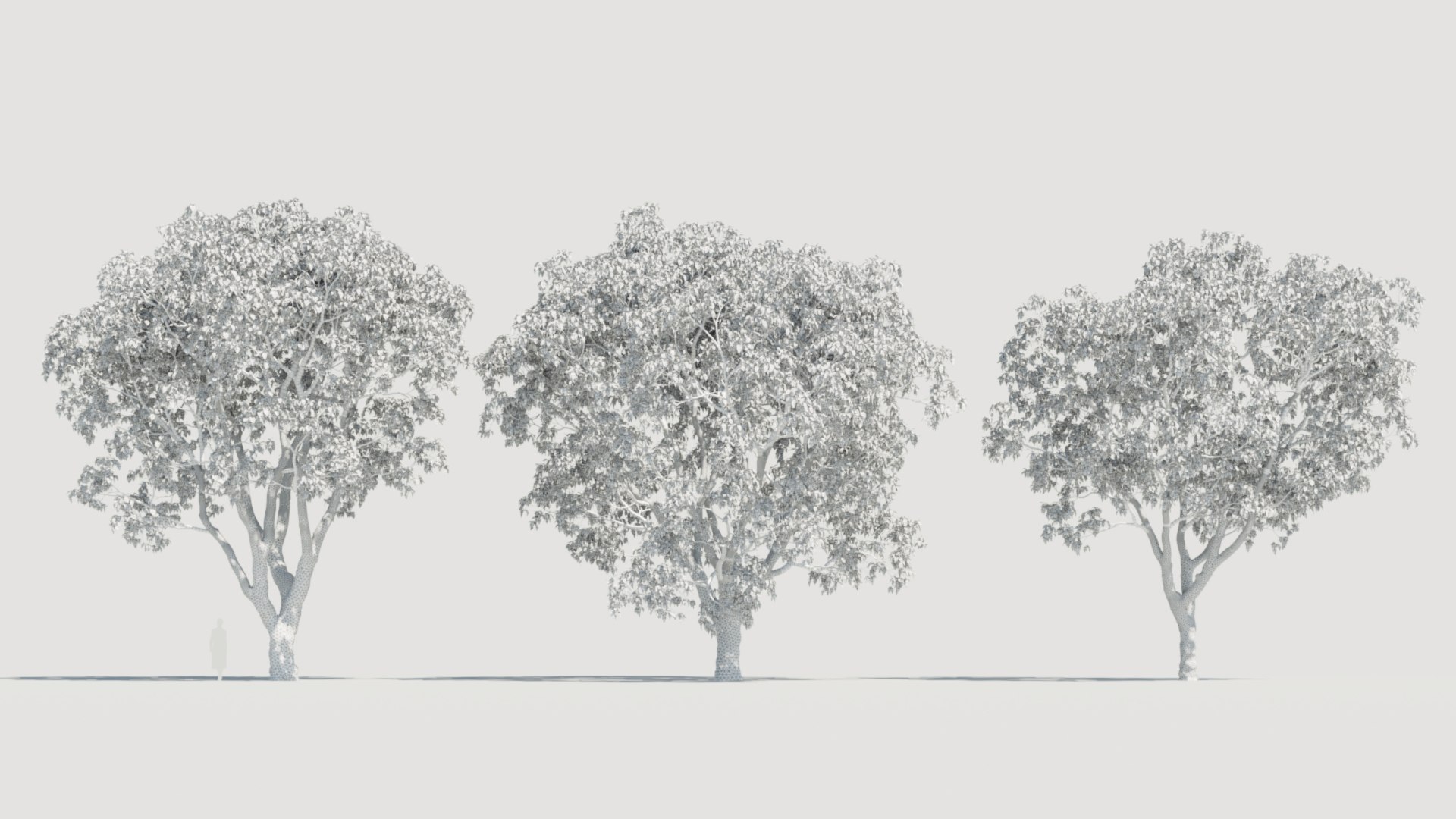 3D Quercus Serrata D - TurboSquid 2306680