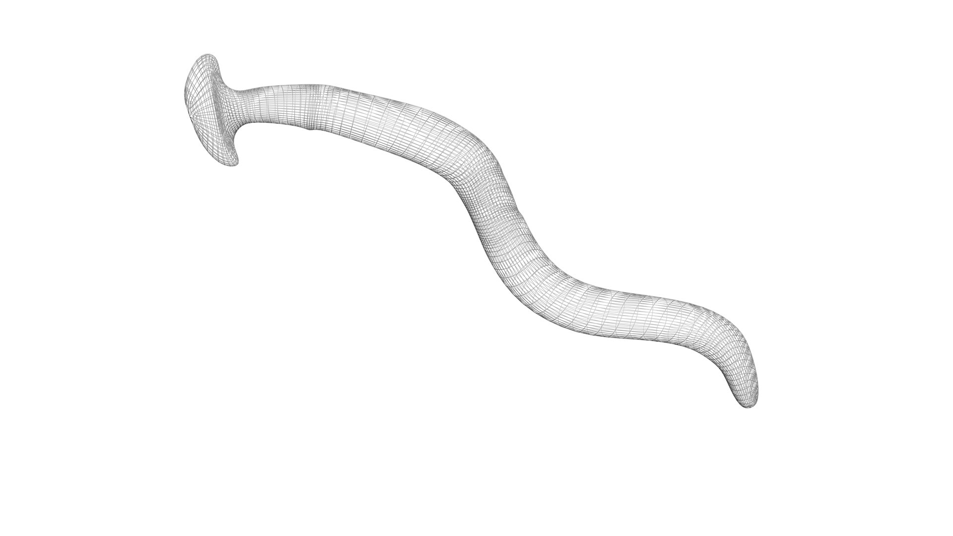 Hammerhead Worm Model - TurboSquid 2279136