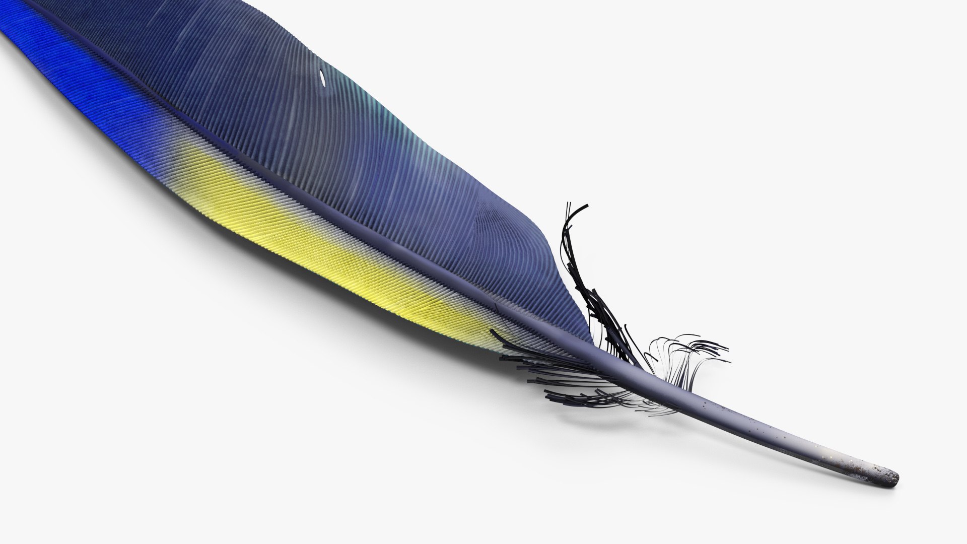 3D Amazon Parrot Feather - TurboSquid 2211829