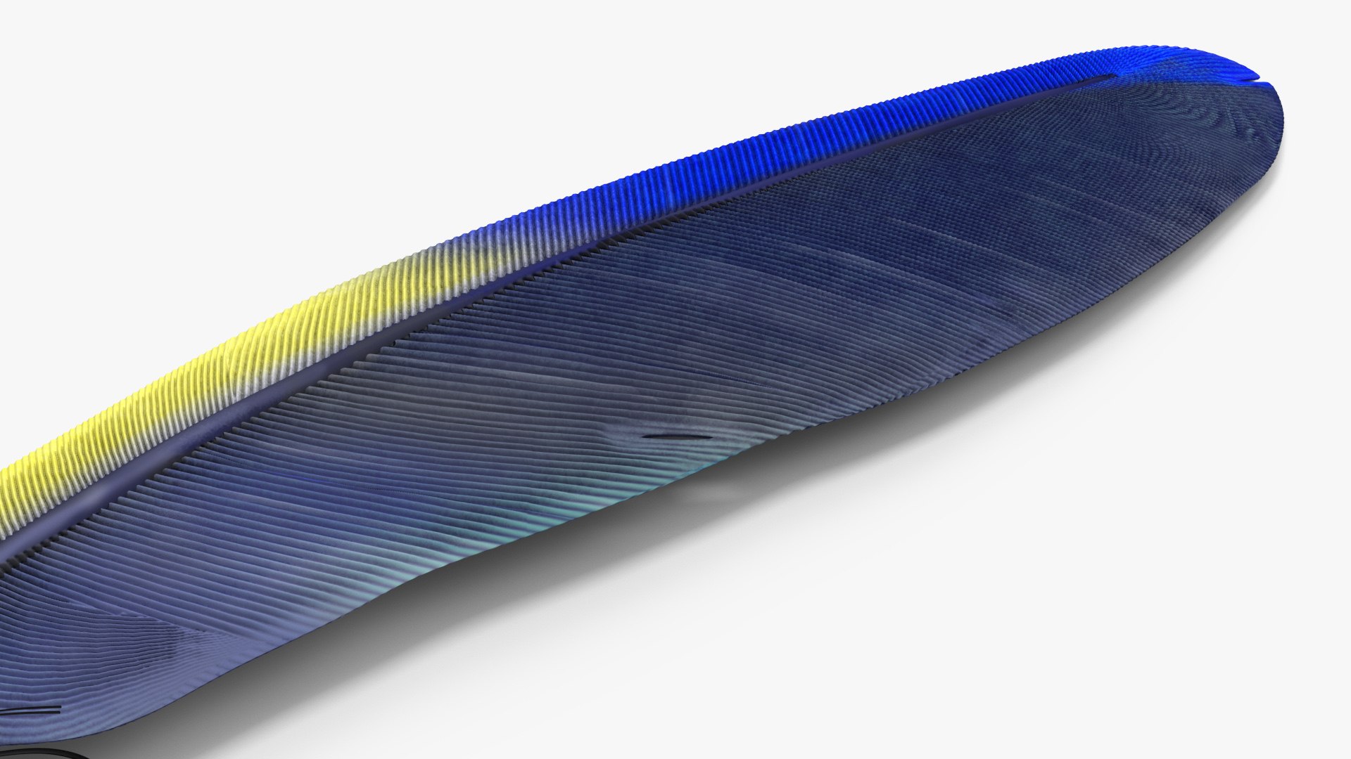3D Amazon Parrot Feather - TurboSquid 2211829