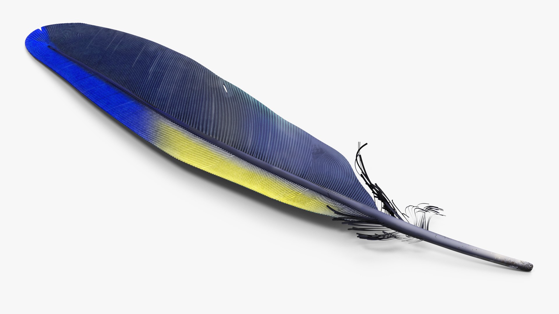 3D Amazon Parrot Feather - TurboSquid 2211829