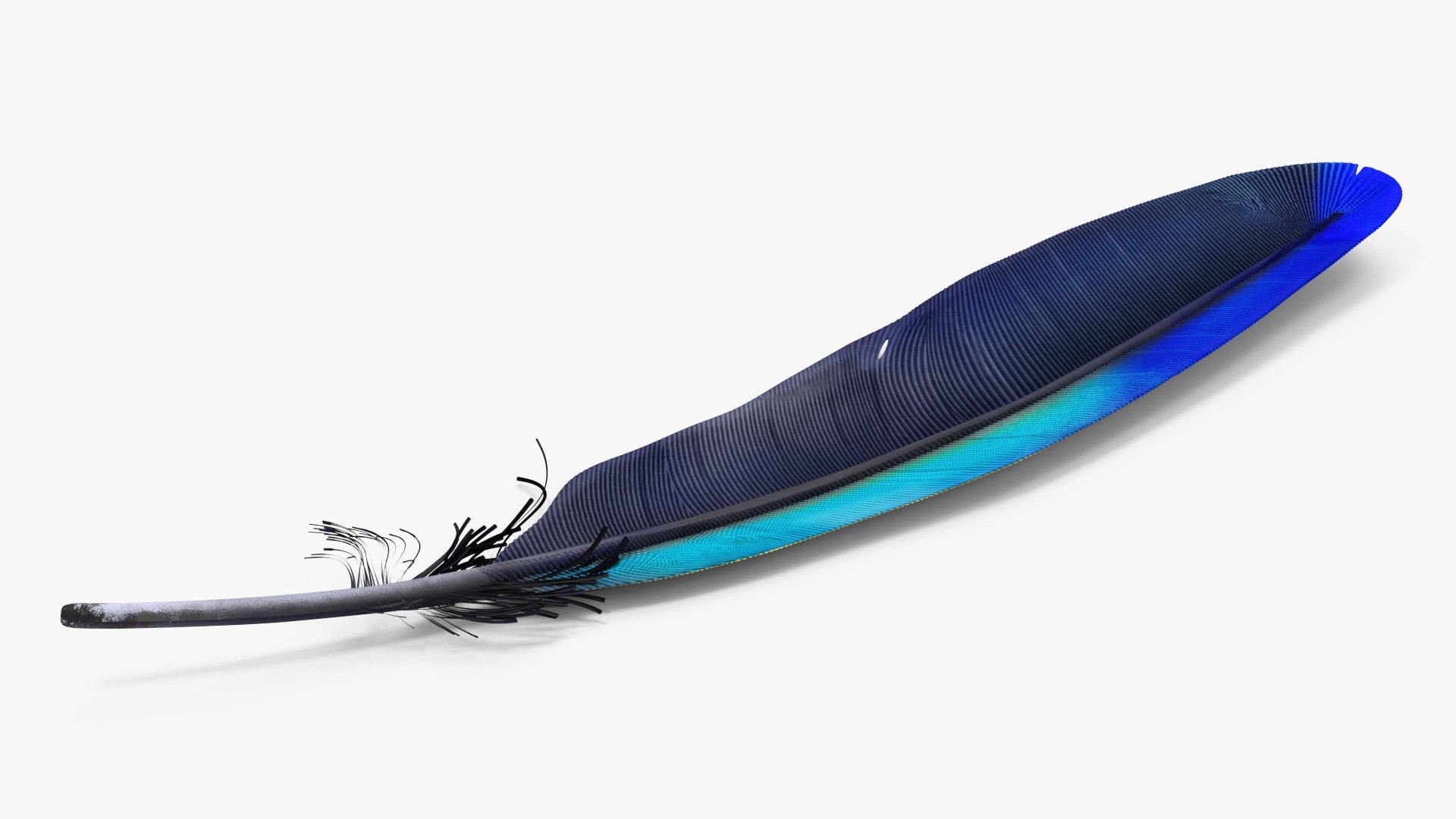 3D Amazon Parrot Feather - TurboSquid 2211829