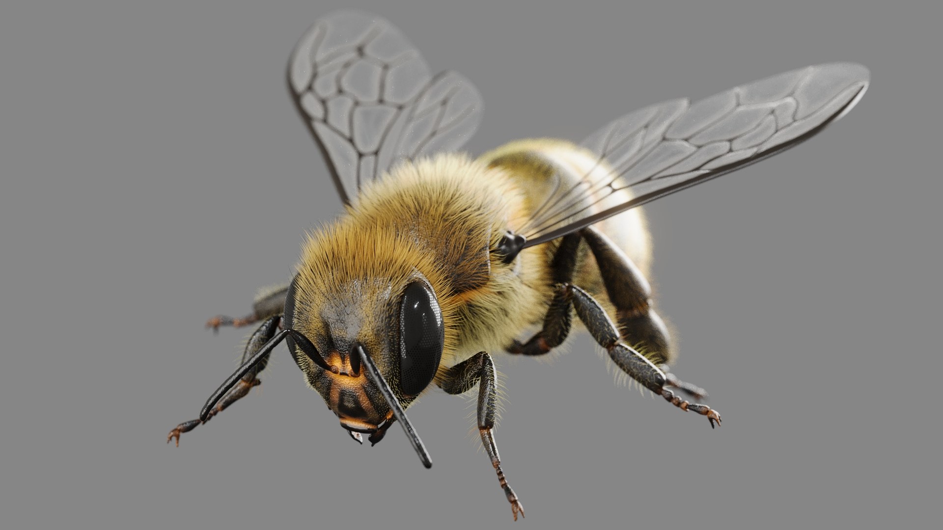 3D Model Bee Photorealistic Model - TurboSquid 2257790