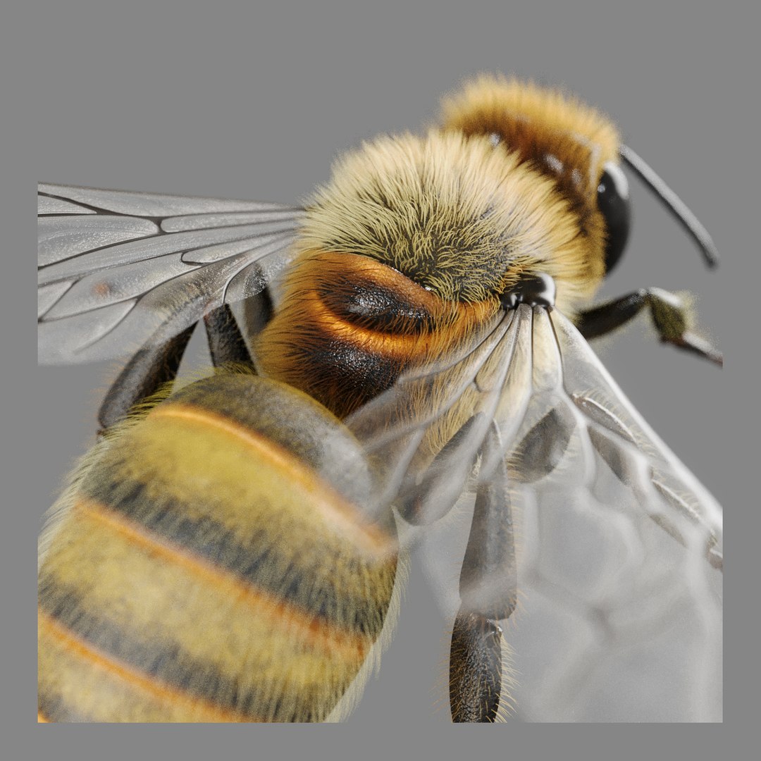 3D Model Bee Photorealistic Model - TurboSquid 2257790