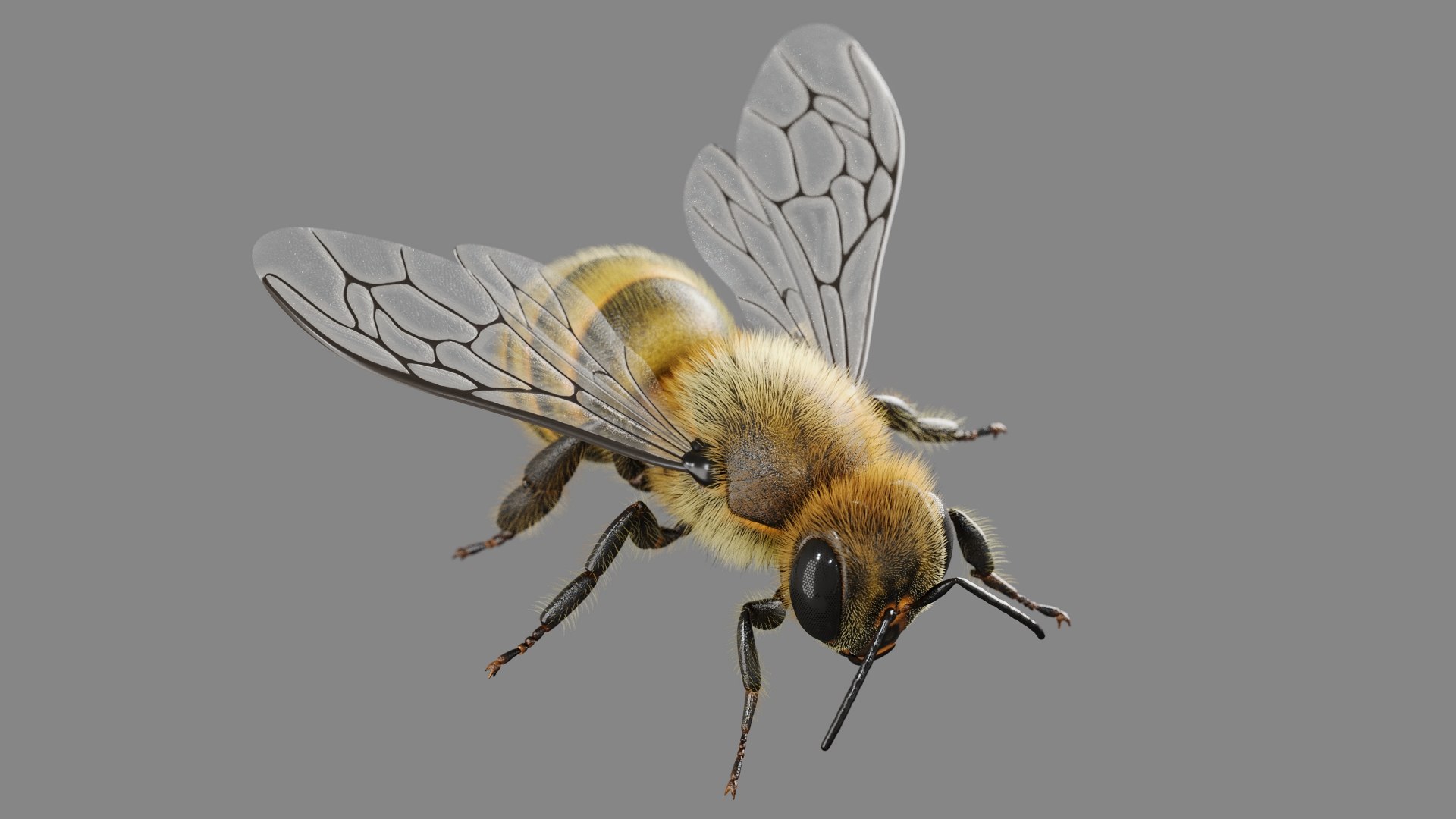 3D Model Bee Photorealistic Model - TurboSquid 2257790