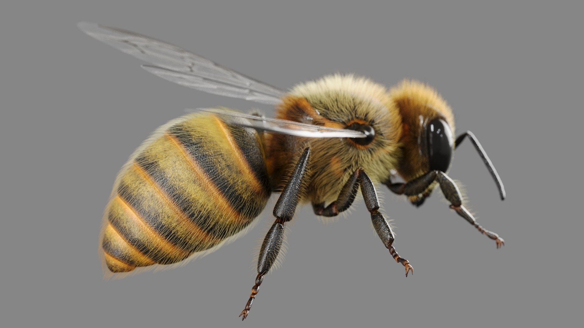 3D Model Bee Photorealistic Model - TurboSquid 2257790