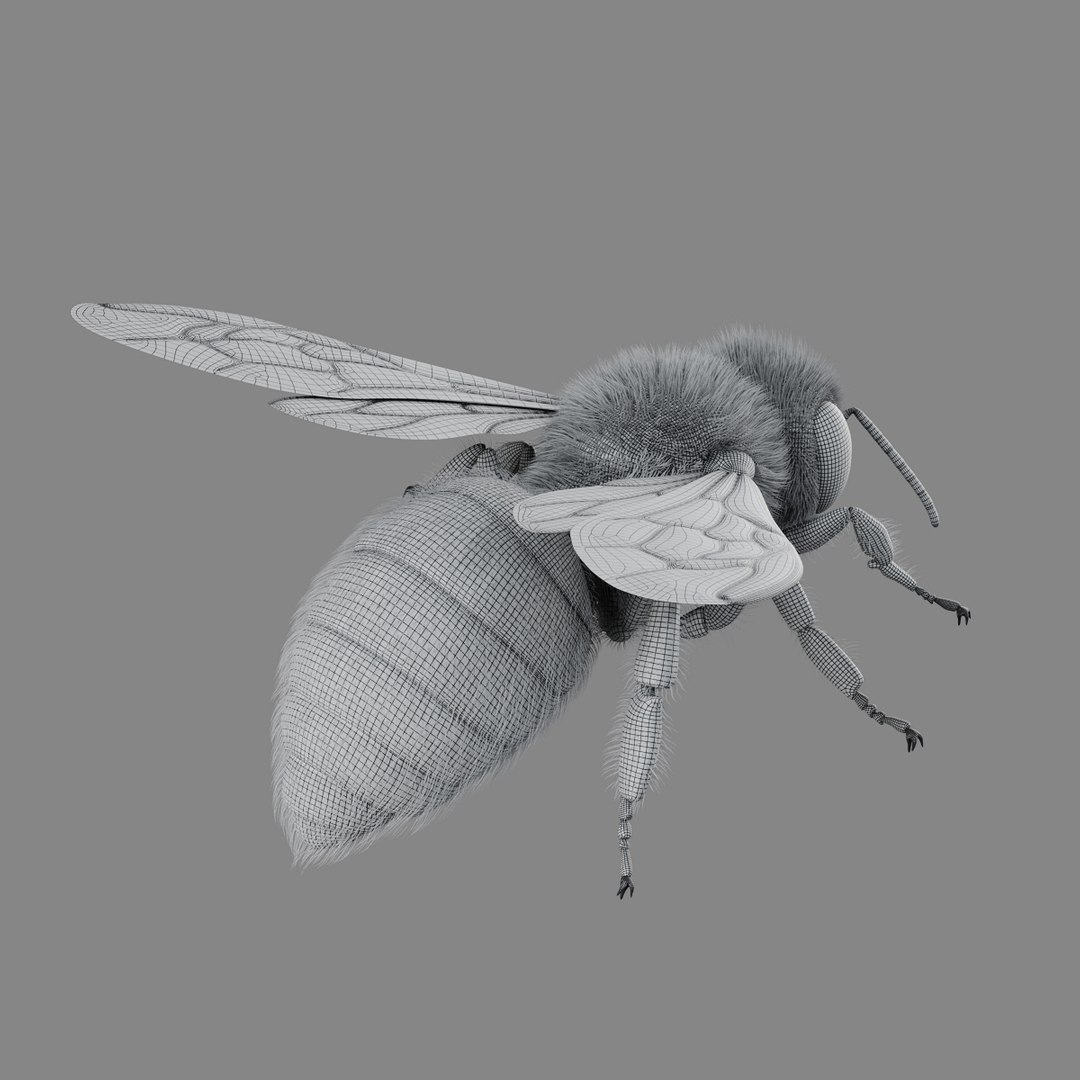 3D Model Bee Photorealistic Model - TurboSquid 2257790