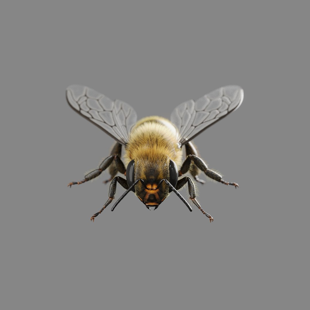 3D Model Bee Photorealistic Model - TurboSquid 2257790