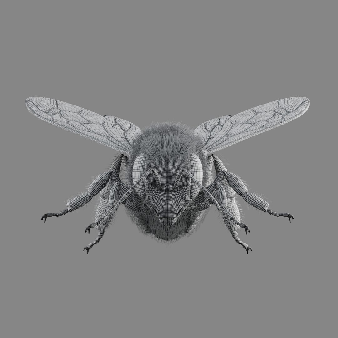 3D Model Bee Photorealistic Model - TurboSquid 2257790