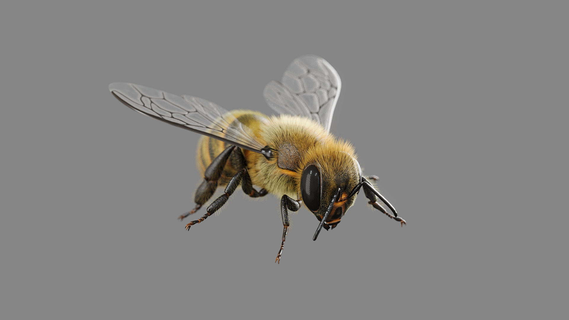 3D Model Bee Photorealistic Model - TurboSquid 2257790