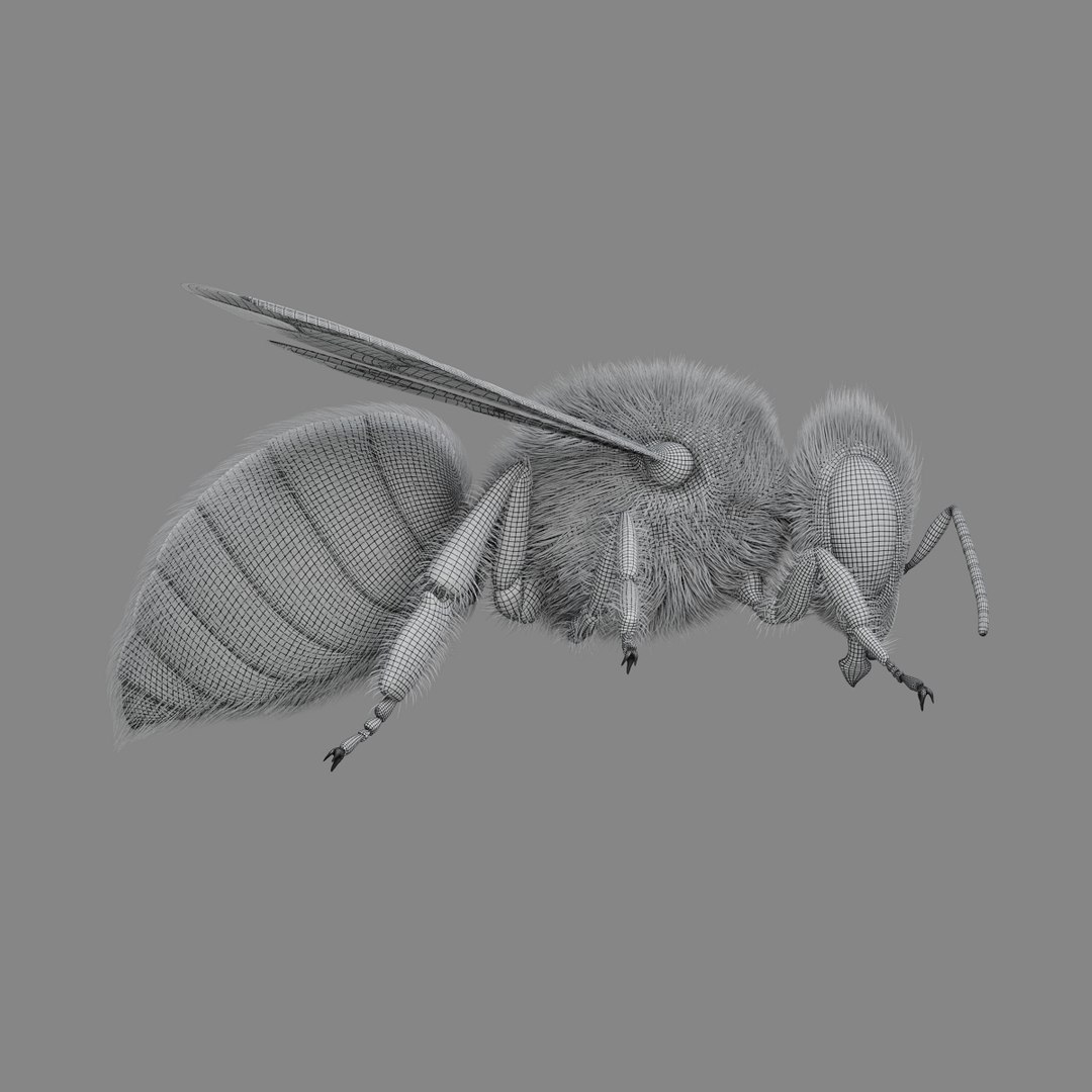3D Model Bee Photorealistic Model - TurboSquid 2257790