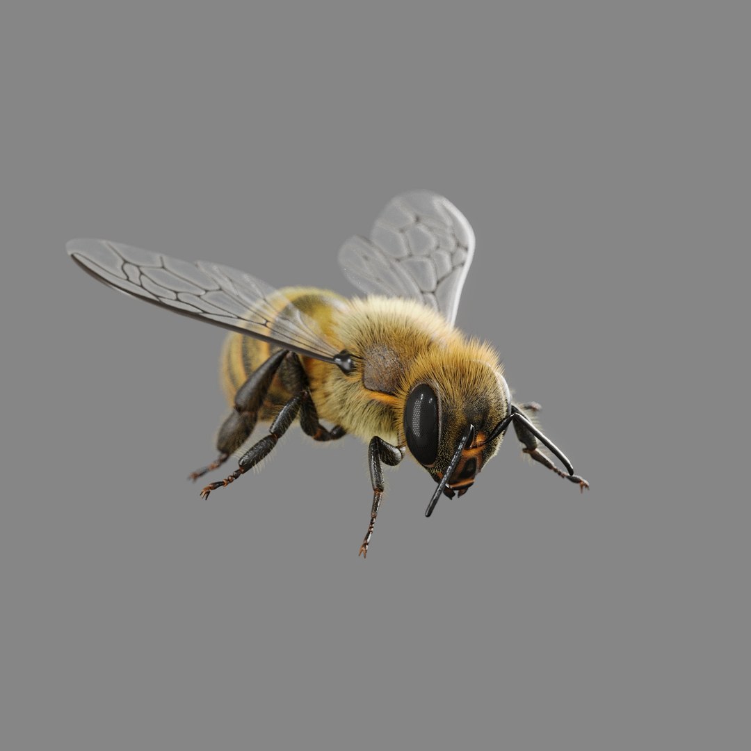 3D Model Bee Photorealistic Model - TurboSquid 2257790