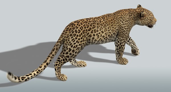 maya leopard rigged fur animations