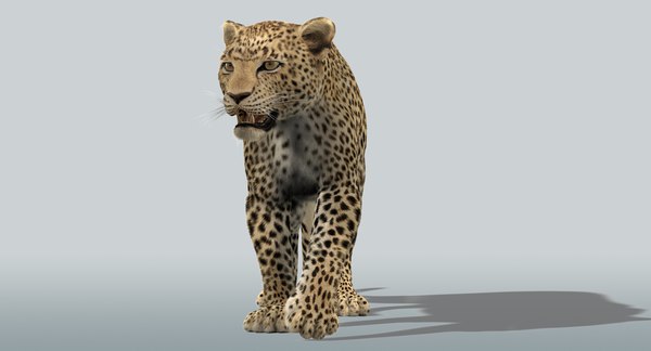 maya leopard rigged fur animations