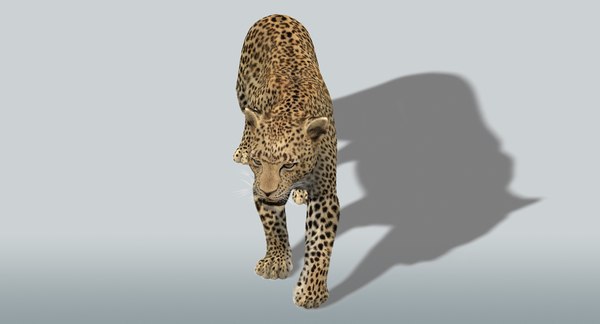 maya leopard rigged fur animations