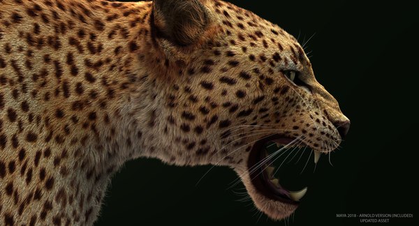 maya leopard rigged fur animations