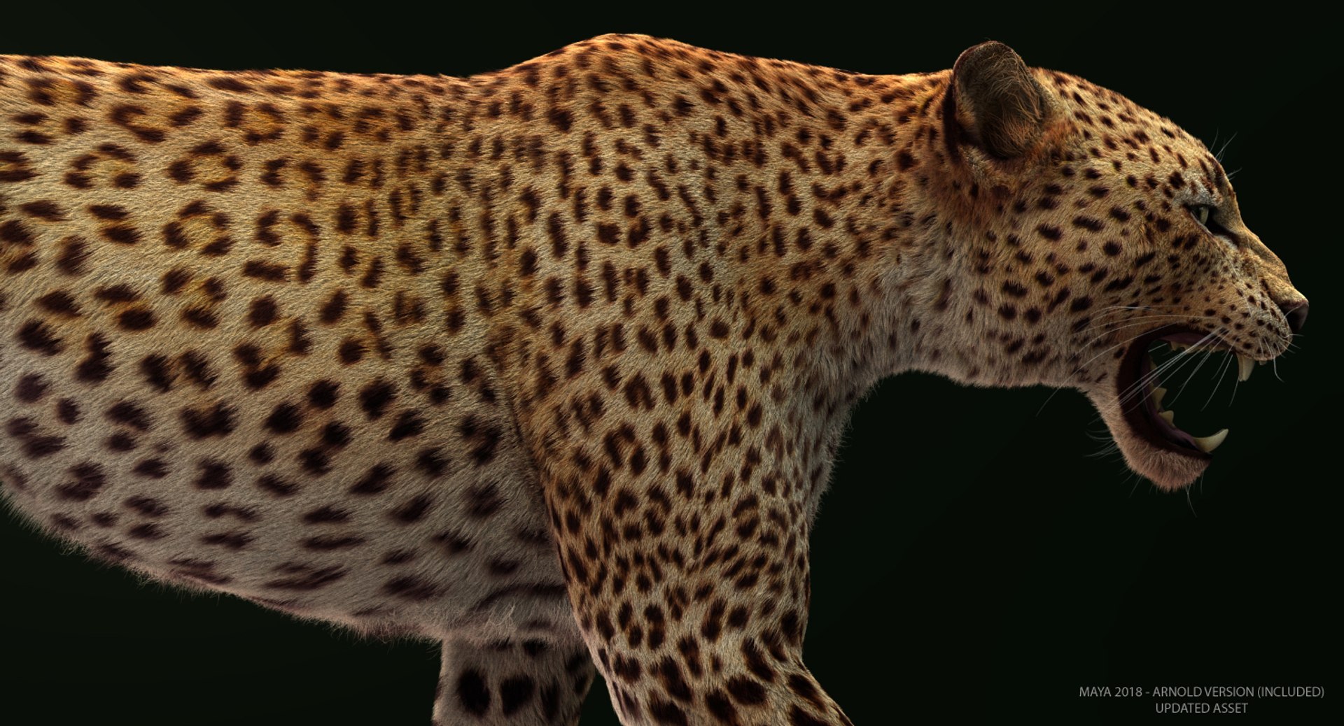 Maya Leopard Rigged Fur Animations