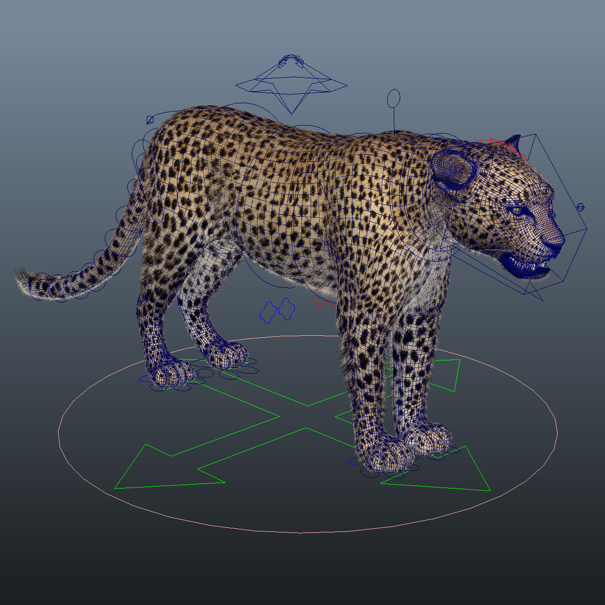 maya leopard rigged fur animations