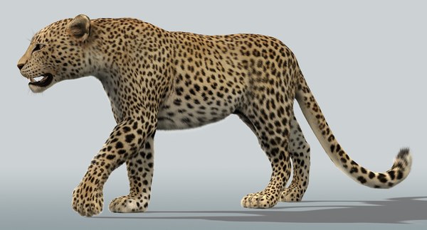 maya leopard rigged fur animations
